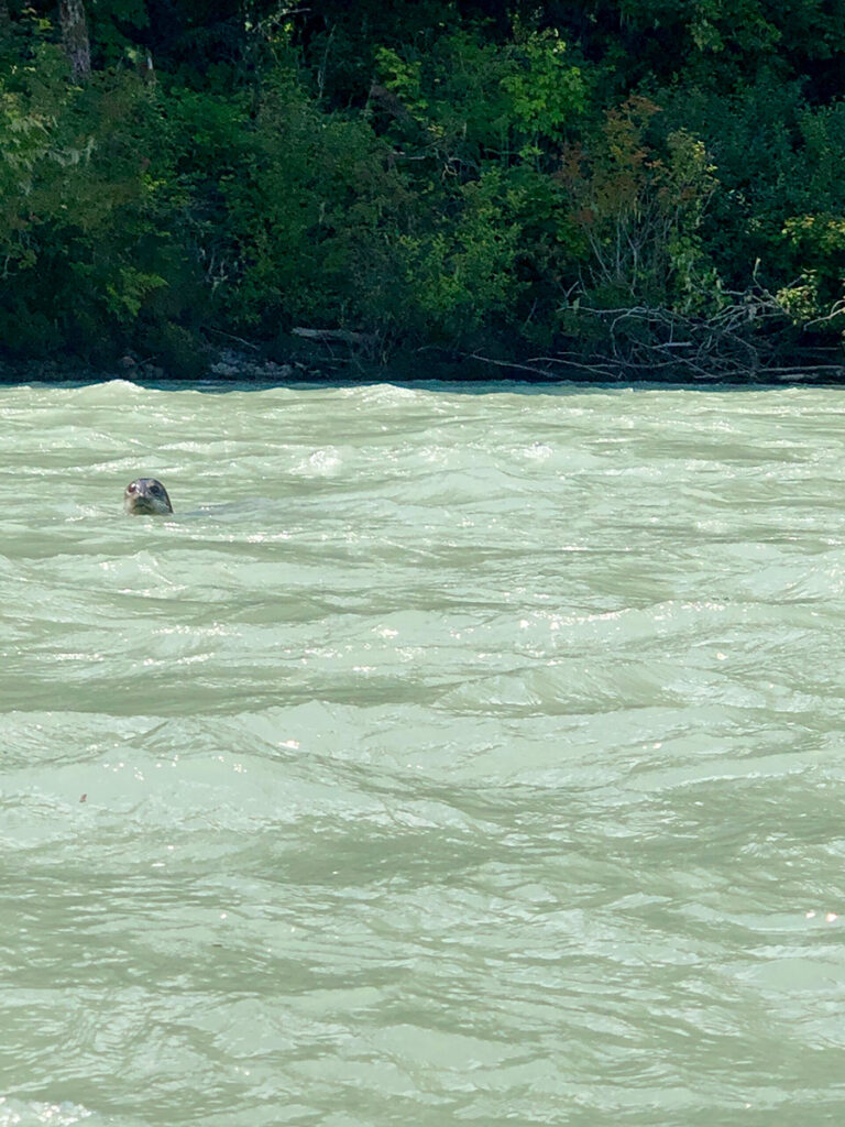 Splash Down at the Best Squamish River Swim Spots | Sea to Sky Tots
