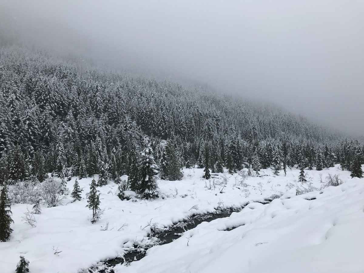 Callaghan Valley Snowshoeing l Sea to Sky Tots