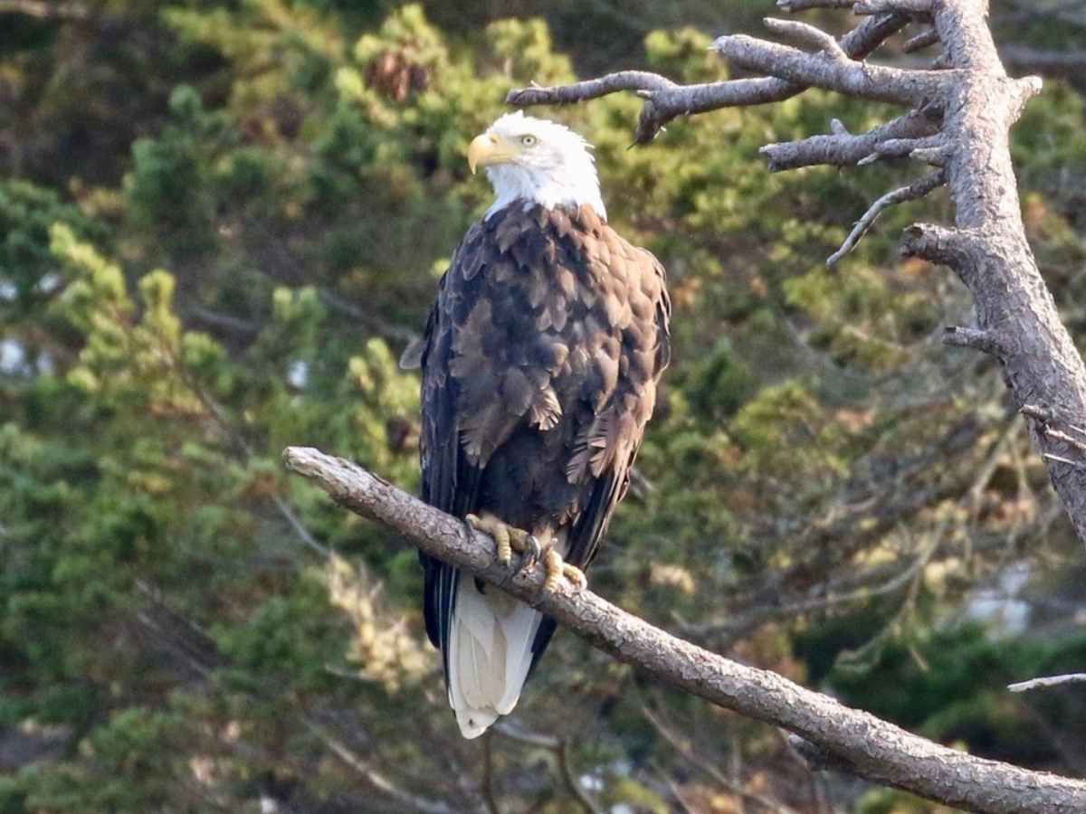 The Squamish Eagle Count in Brackendale l Sea to Sky Tots